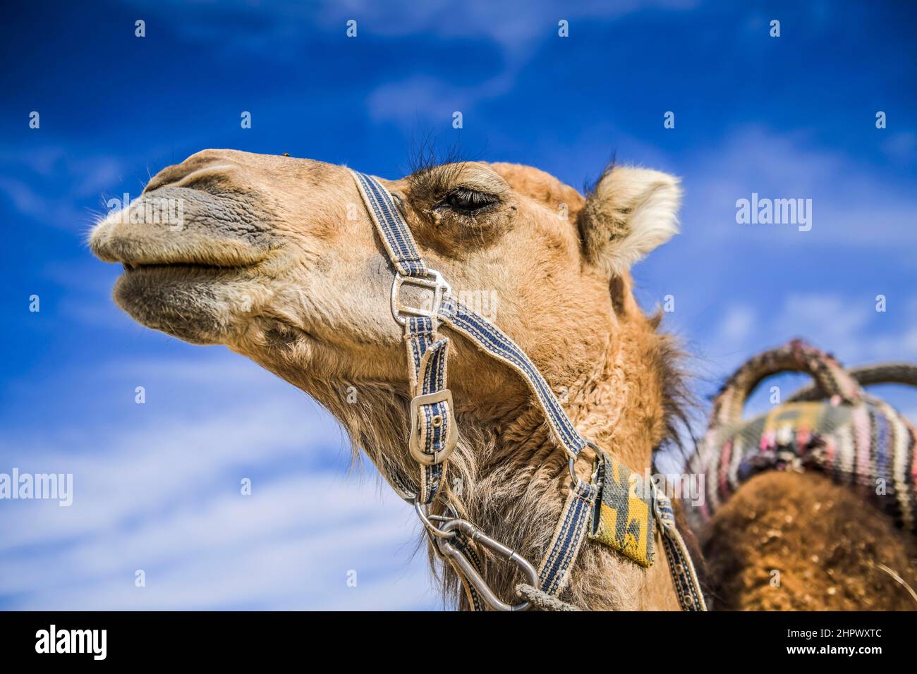 Camel riding israel hi-res stock photography and images - Alamy
