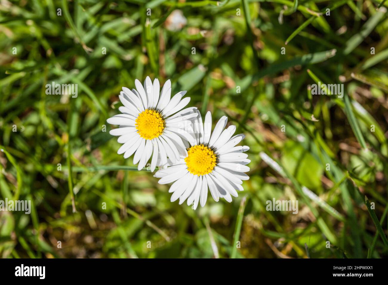 two blooming daisies at the green meadow Stock Photo - Alamy