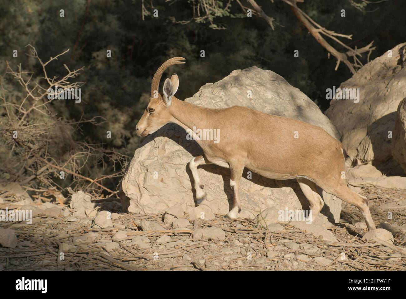 Nubian ibex (Capra nubiana) or Nubian ibex, En Gedi Nature Reserve ...