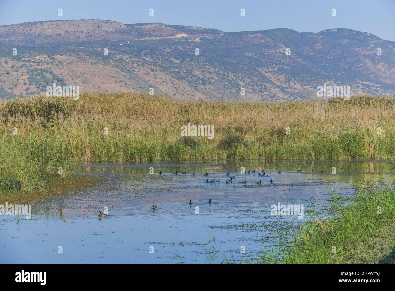 Marshes, Hula Nature Reserve, Israel Stock Photo - Alamy