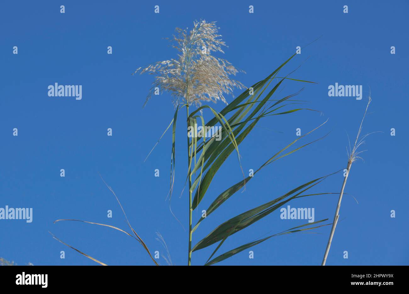 Reed, Flower, Hula Nature Reserve, Israel Stock Photo - Alamy