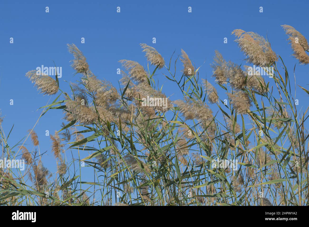 Reed, Flower, Hula Nature Reserve, Israel Stock Photo - Alamy