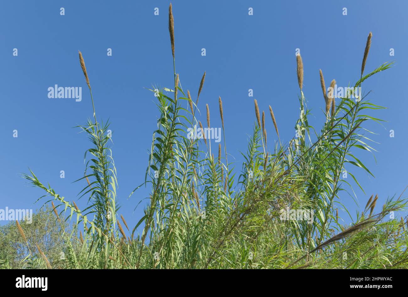 Reed, Flower, Hula Nature Reserve, Israel Stock Photo - Alamy