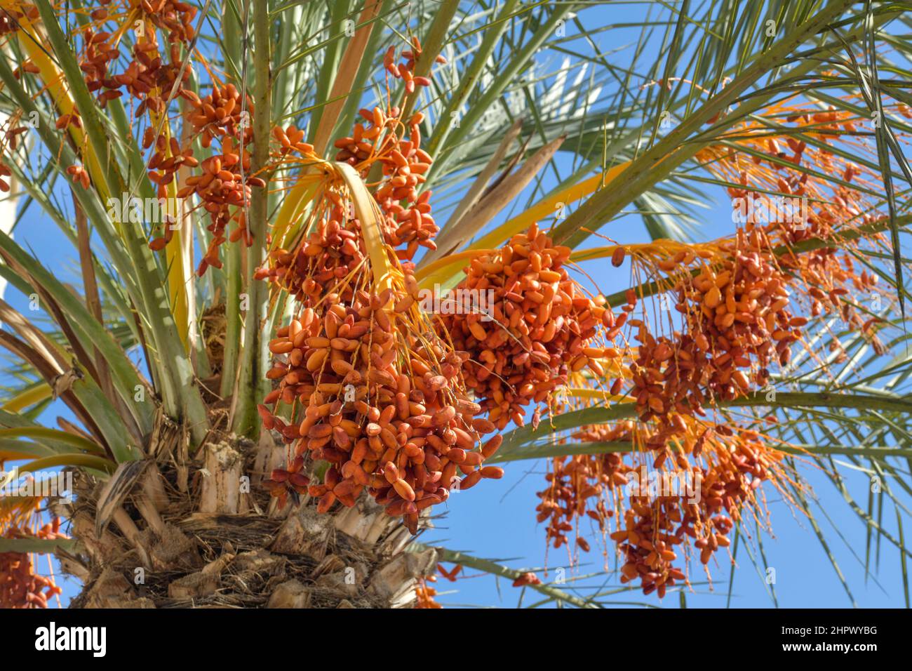 Date palm, Israel Stock Photo - Alamy