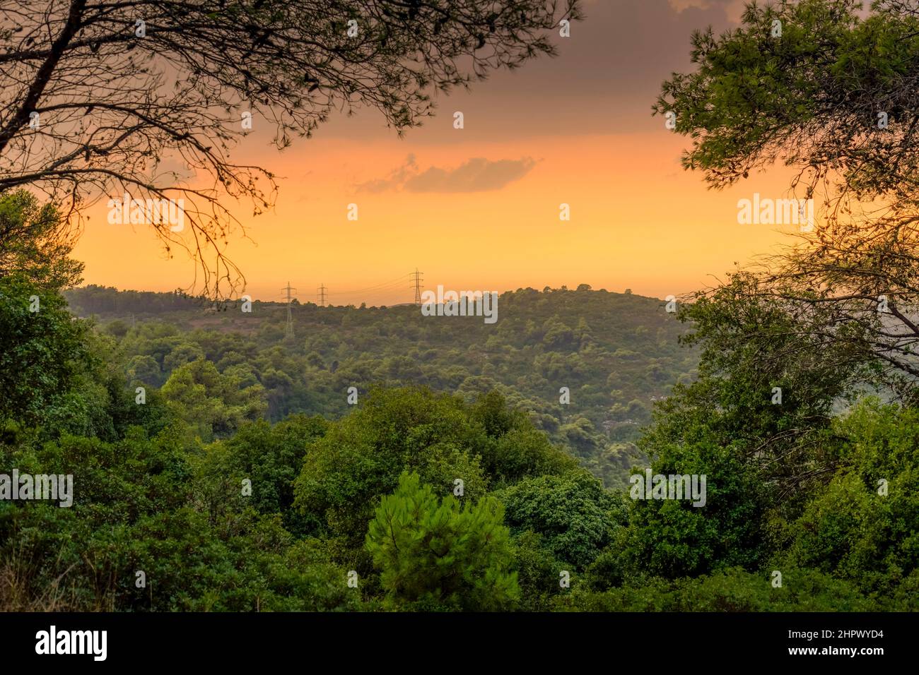 Forest, Sunset, National Park, Carmel Mountains, Israel Stock Photo - Alamy
