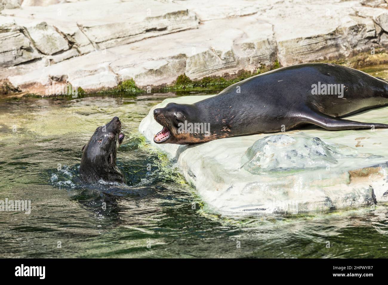 Teeth of a sea lion hi-res stock photography and images - Alamy