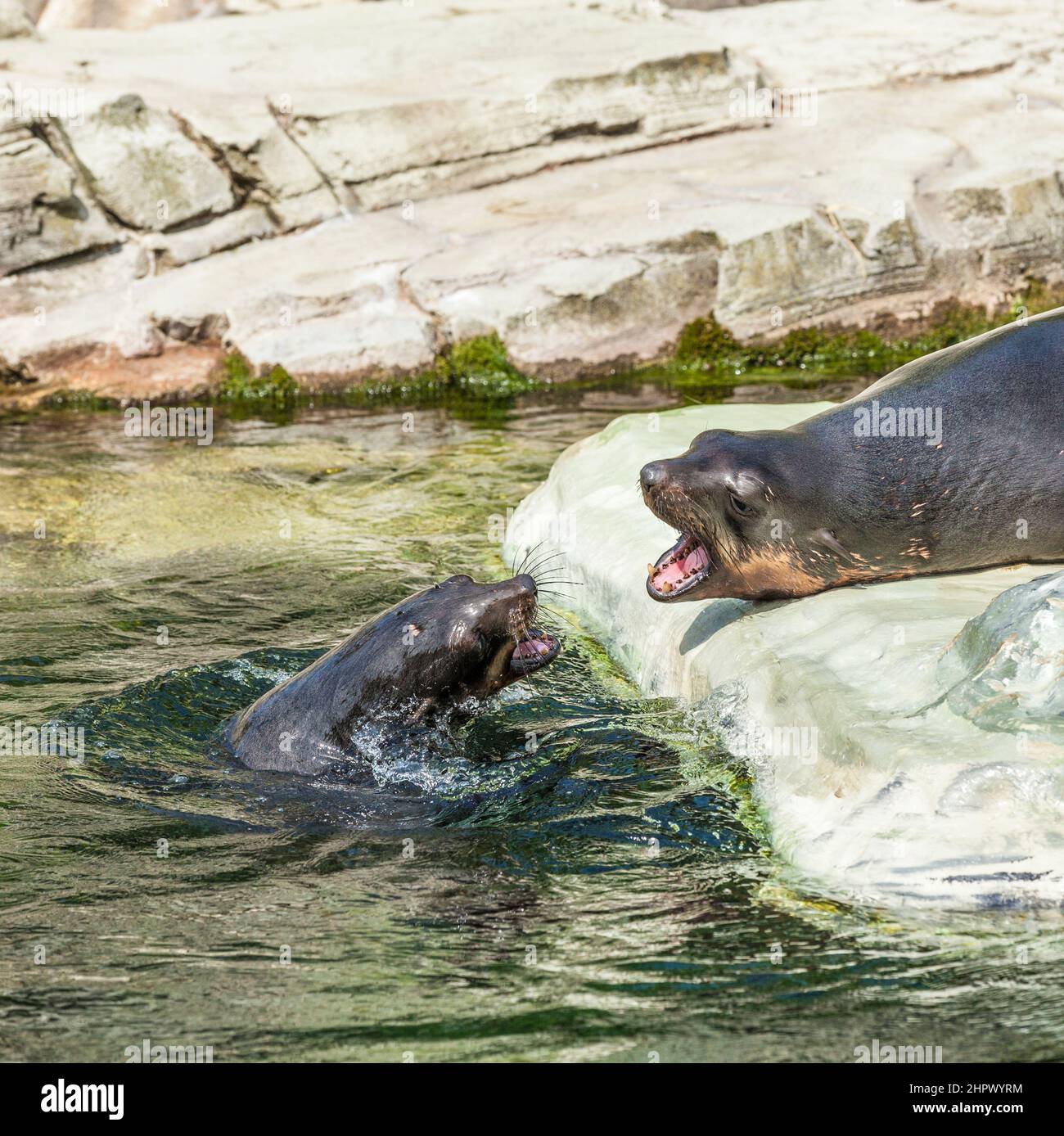Seal fighting hi-res stock photography and images - Alamy