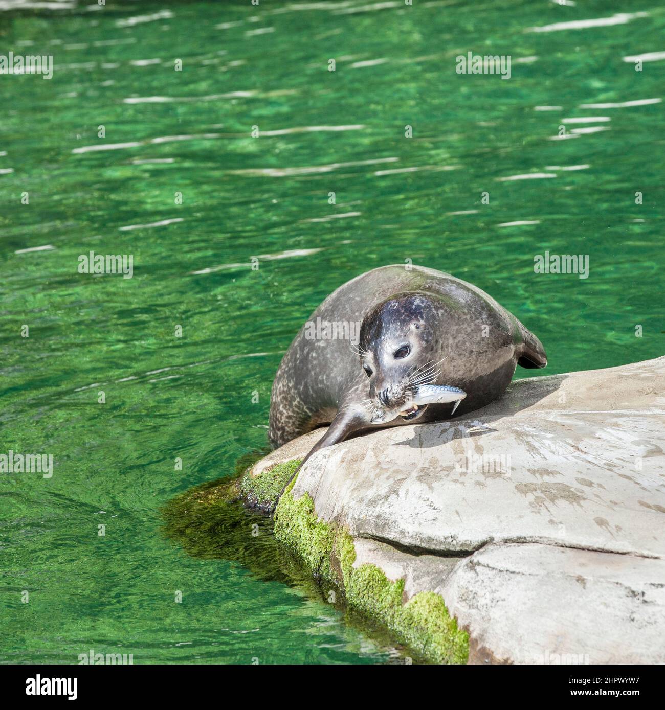 Young sea lion hi-res stock photography and images - Alamy
