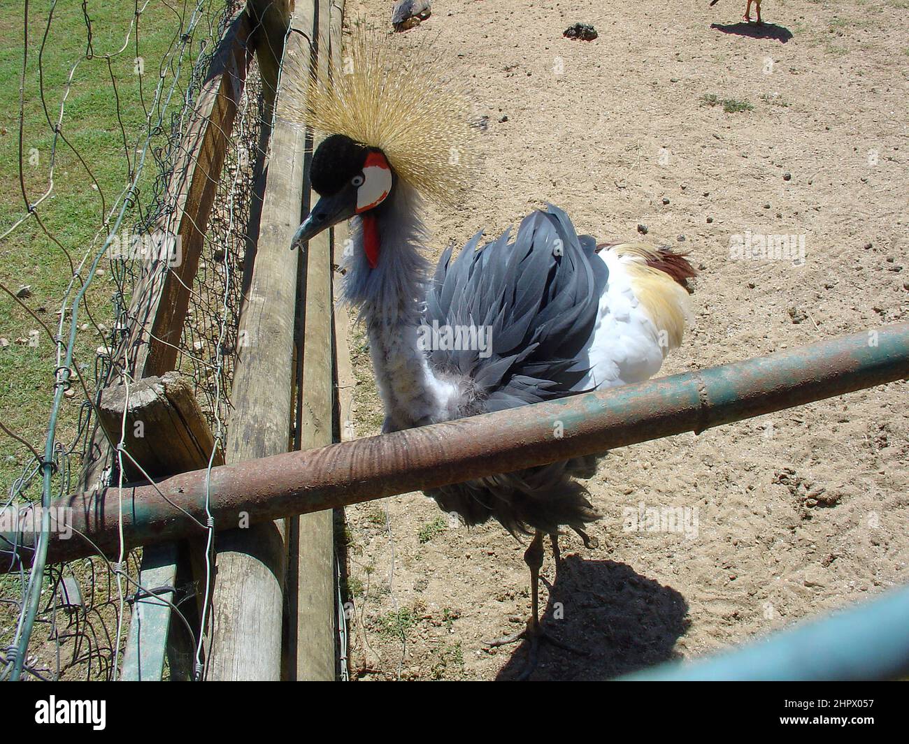 Grey crowned crane, Crest , exotic bird. The crest is a prominent ...