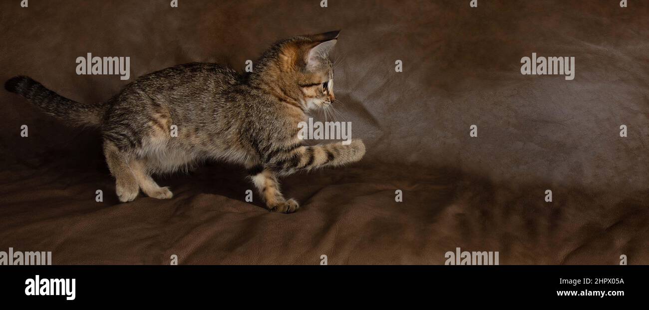 Grey tabby cat running hi-res stock photography and images - Alamy