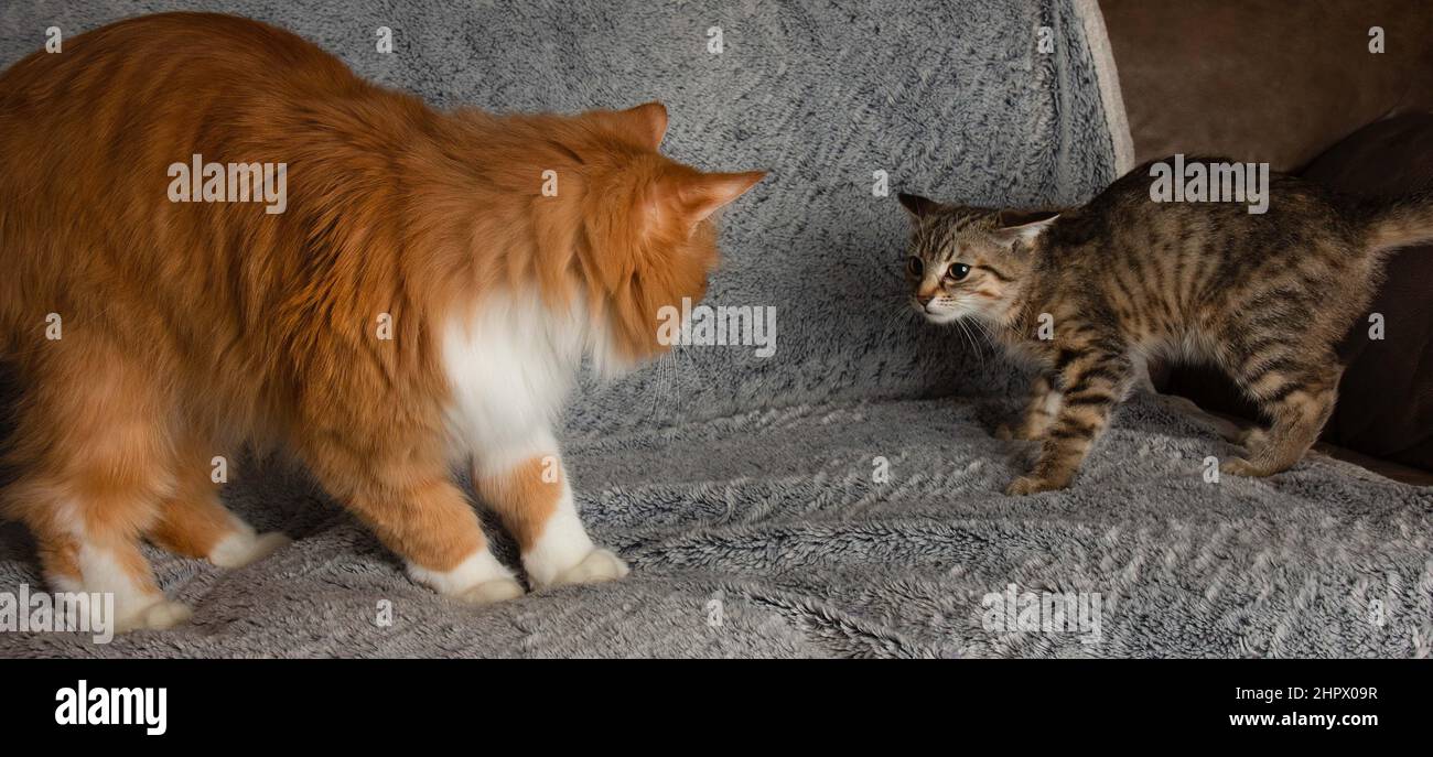 Beautiful big tabby cat hi-res stock photography and images - Alamy