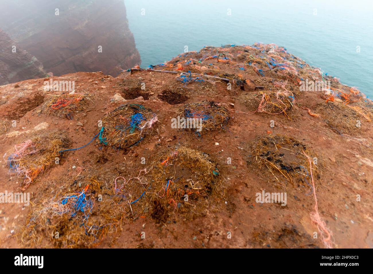Empty gannet nesting sites on the red sandstone cliffs, plastic waste ...