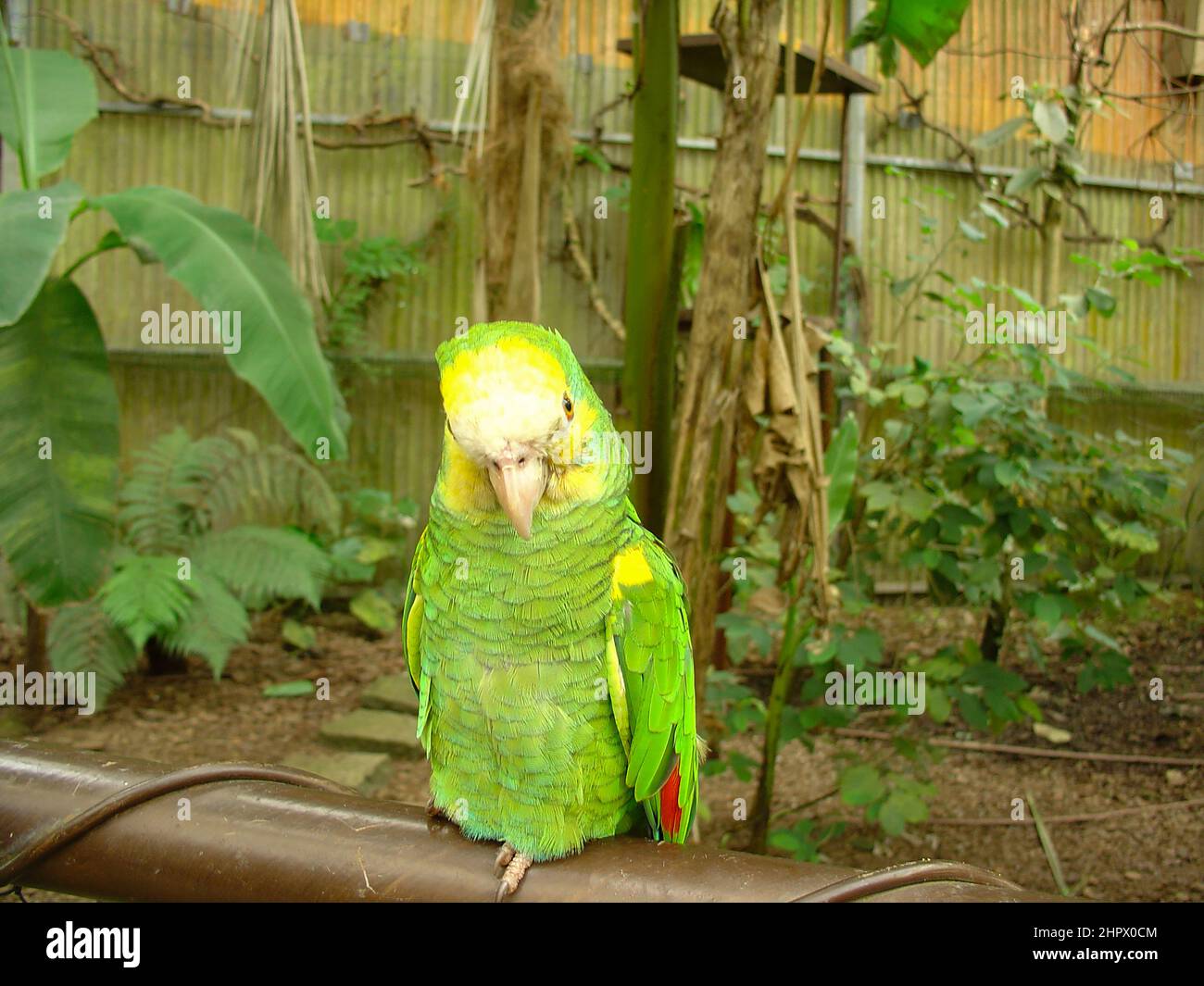 Green Parrot portrait Stock Photo - Alamy