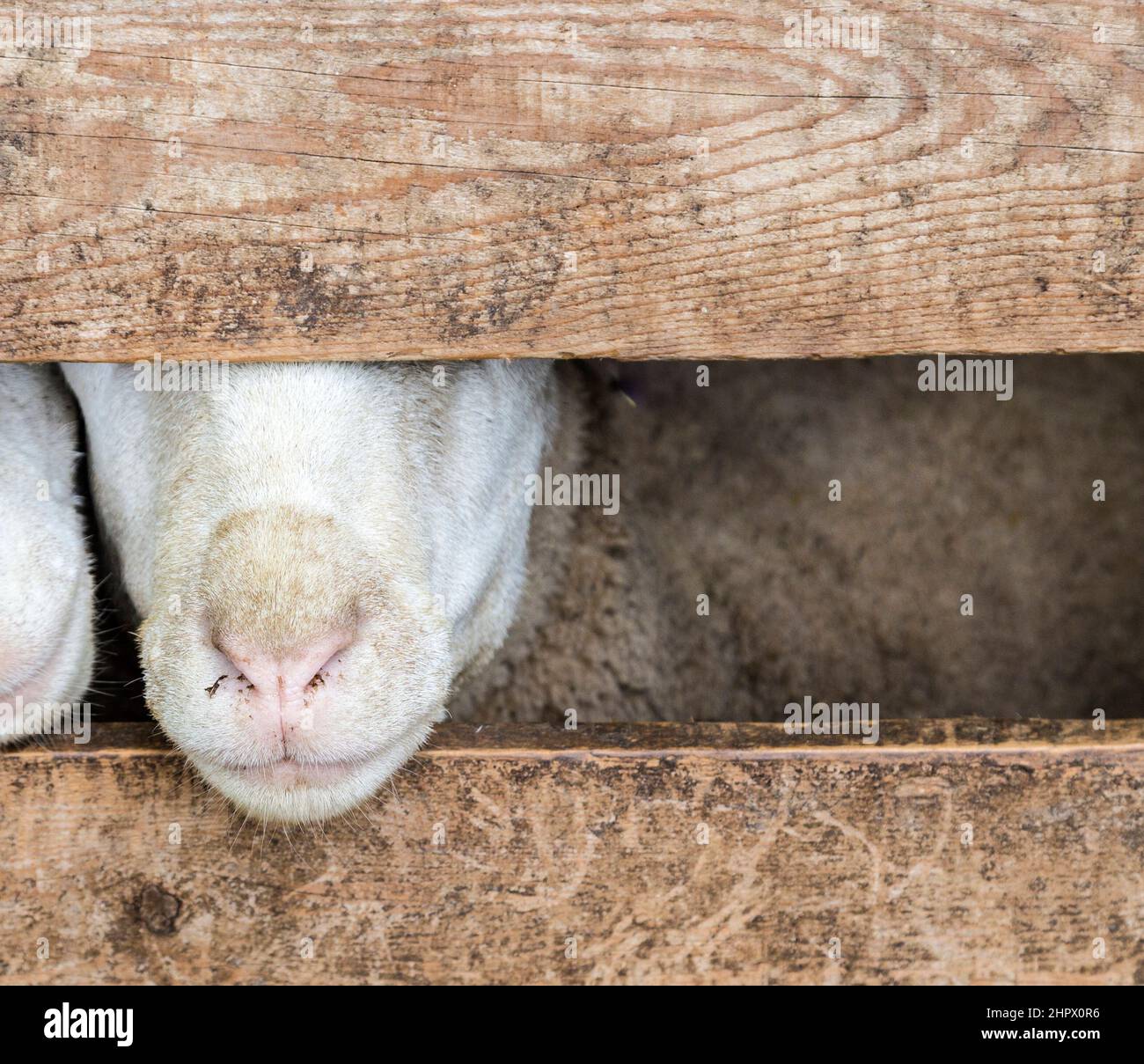 nosy goats are looking out of the stable Stock Photo - Alamy