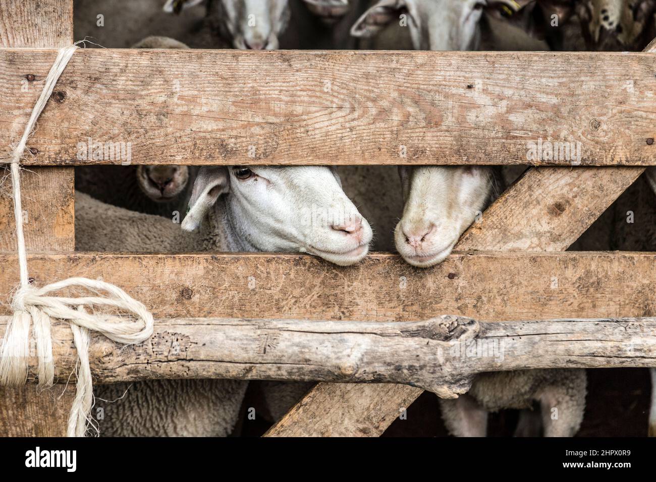 nosy goats are looking out of the stable Stock Photo - Alamy