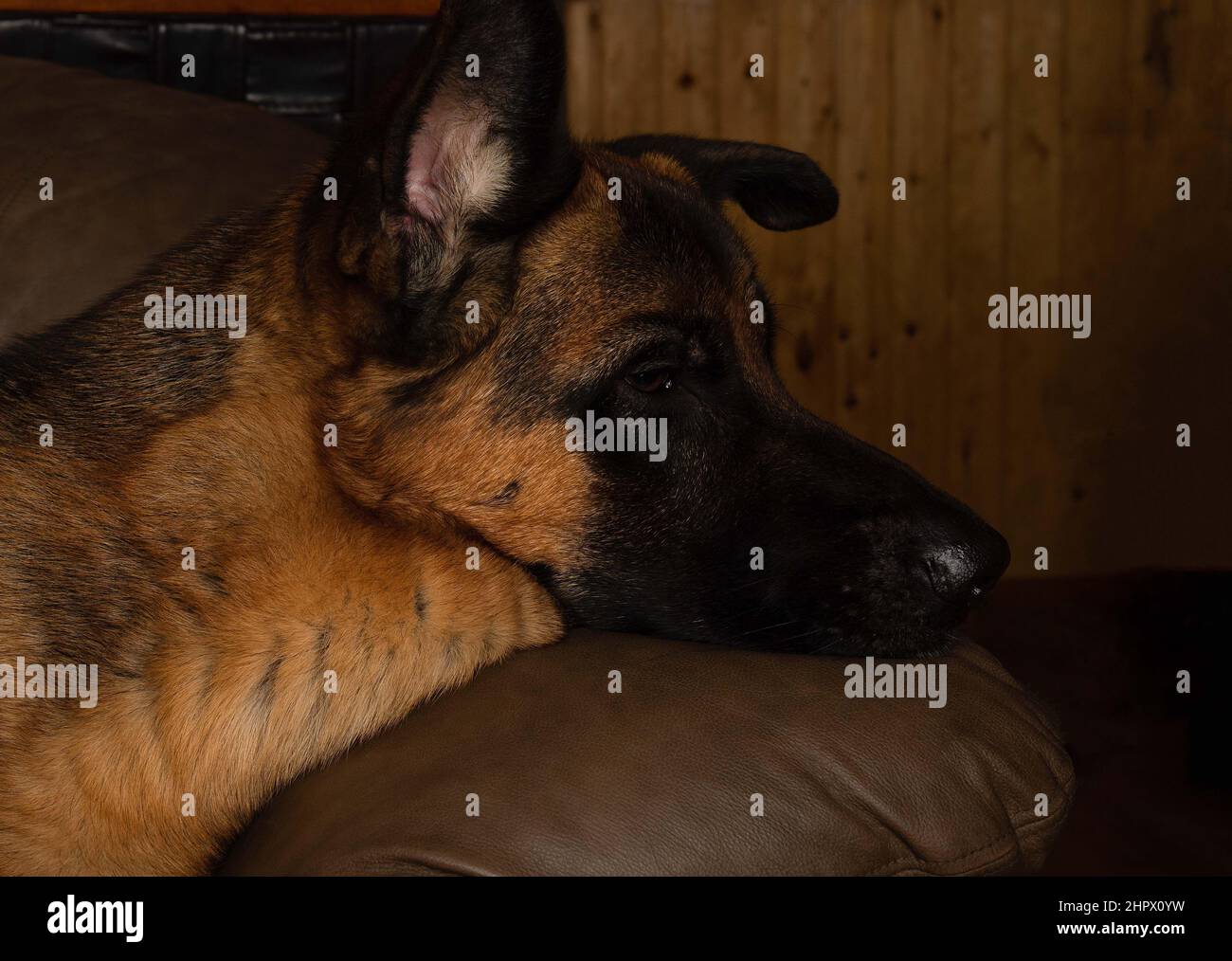 cute german shepherd pet resting head on couch Stock Photo - Alamy