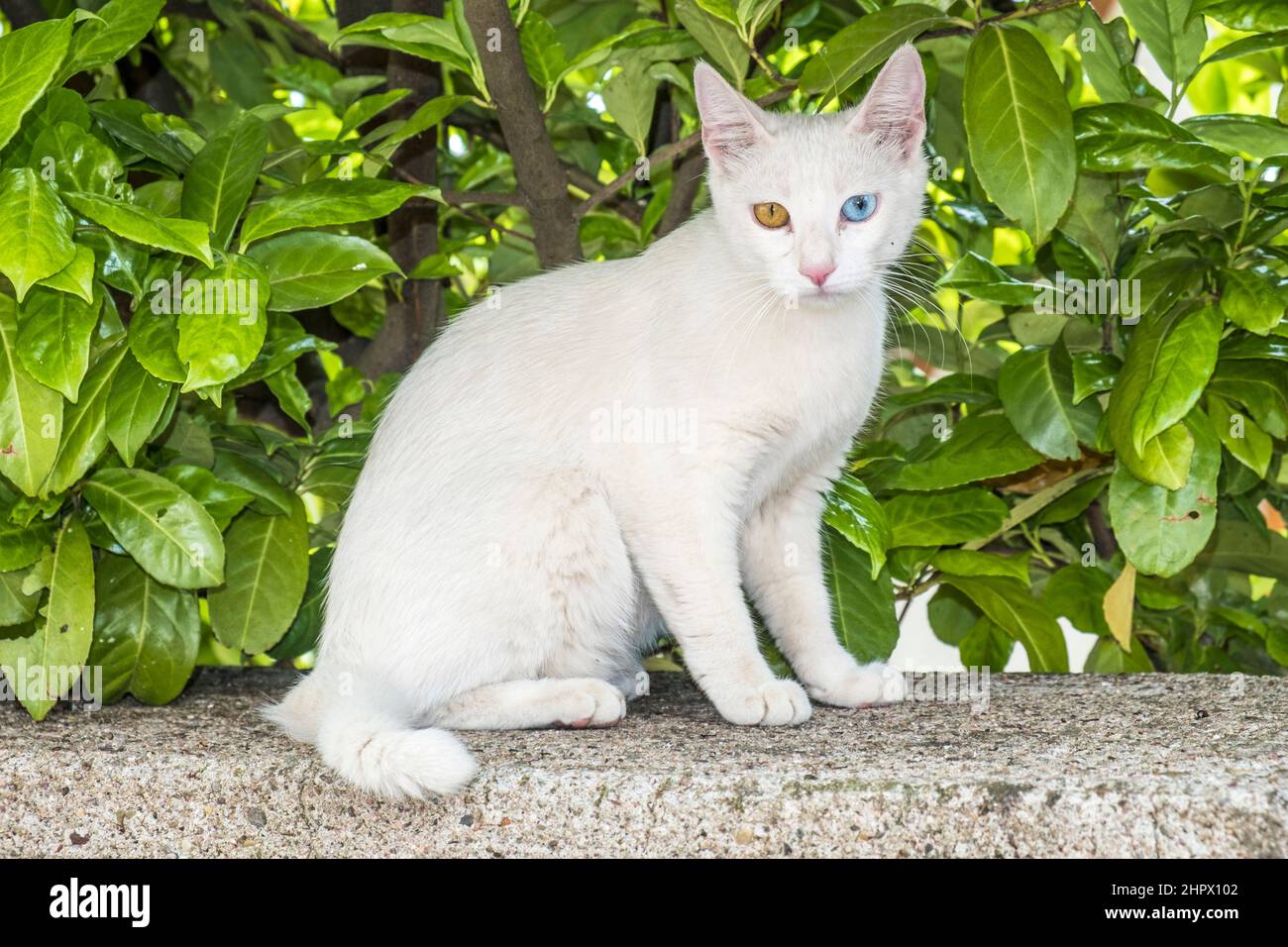 white cat with blue and green eyes relaxed at a wall Stock Photo - Alamy