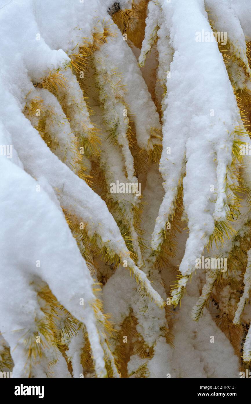 Snowfall in the larch forest hi-res stock photography and images - Alamy