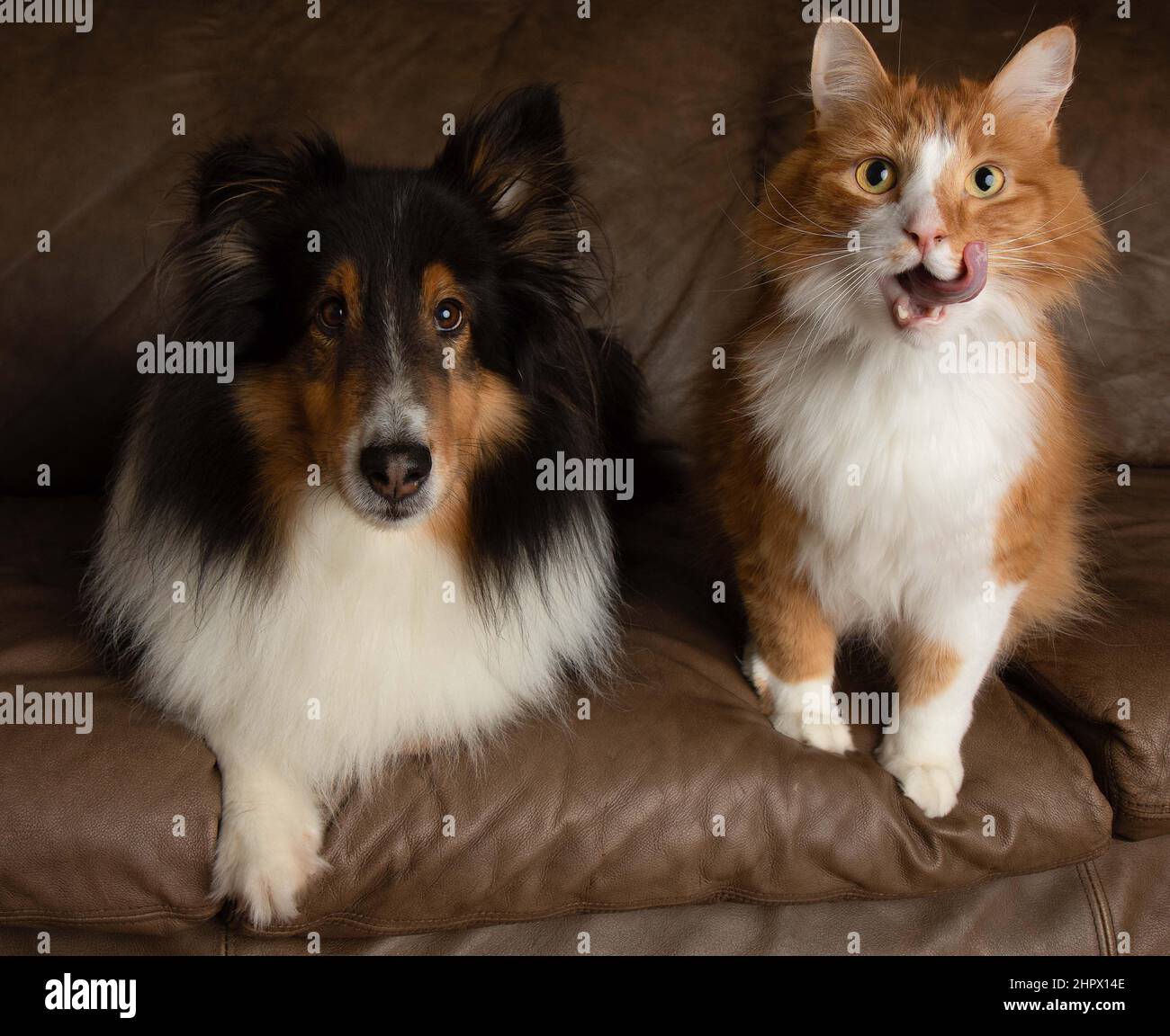 cat and dog shetland sheepdog pet together on couch funny face Stock ...