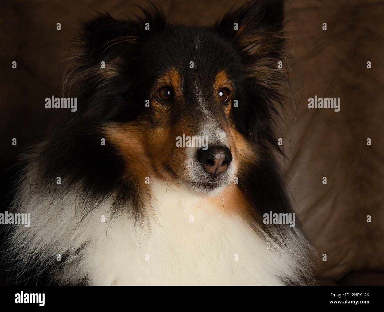 cute shetland sheepdog dog pet close up portrait Stock Photo - Alamy