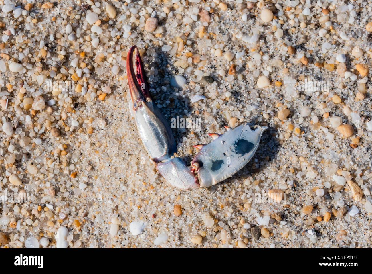 Crabs Leg on the Beach, Sandy Hook, Gateway National Recreation Area ...