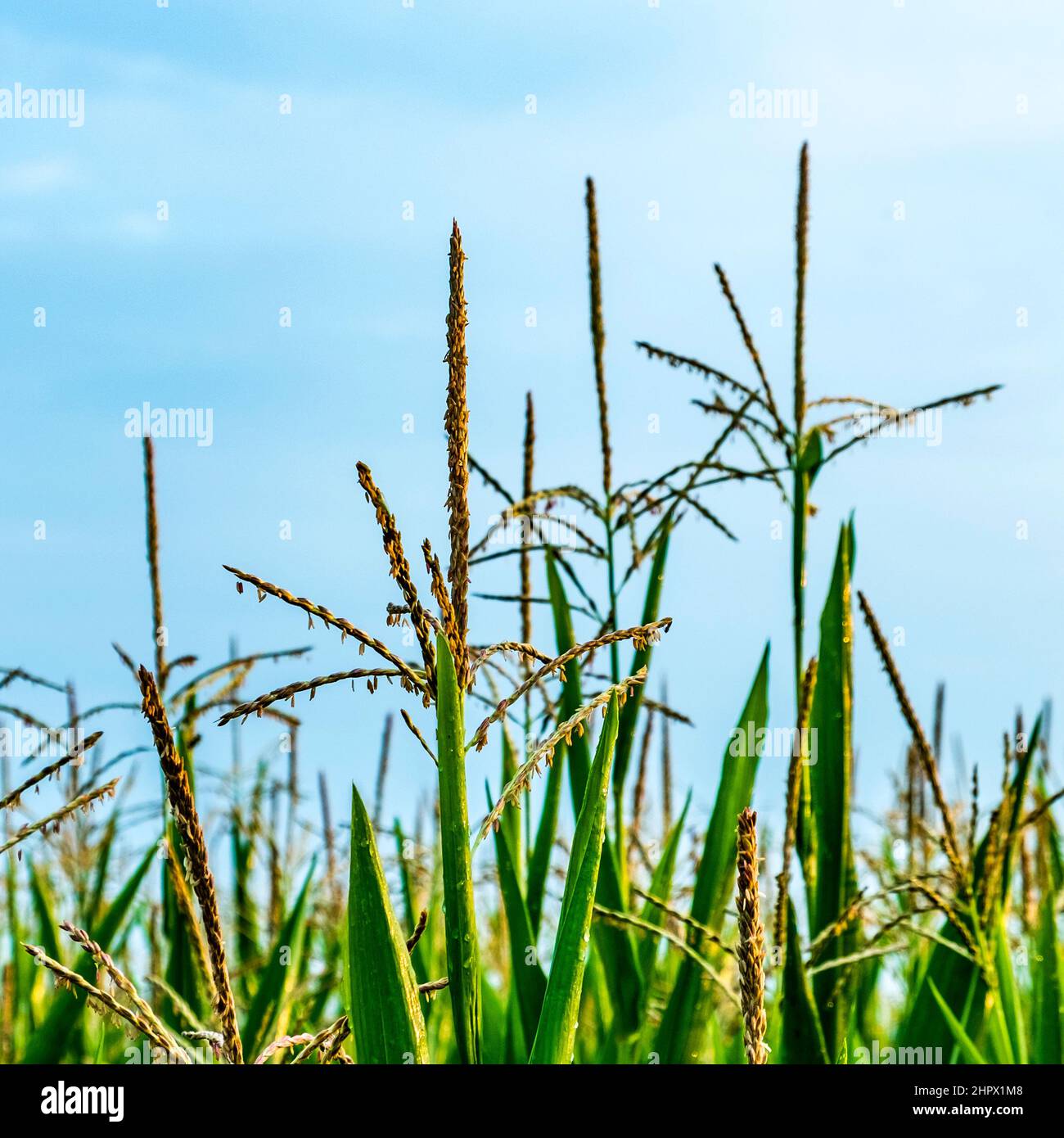 leaves of indian corn in detail with dew drops in morning light Stock ...