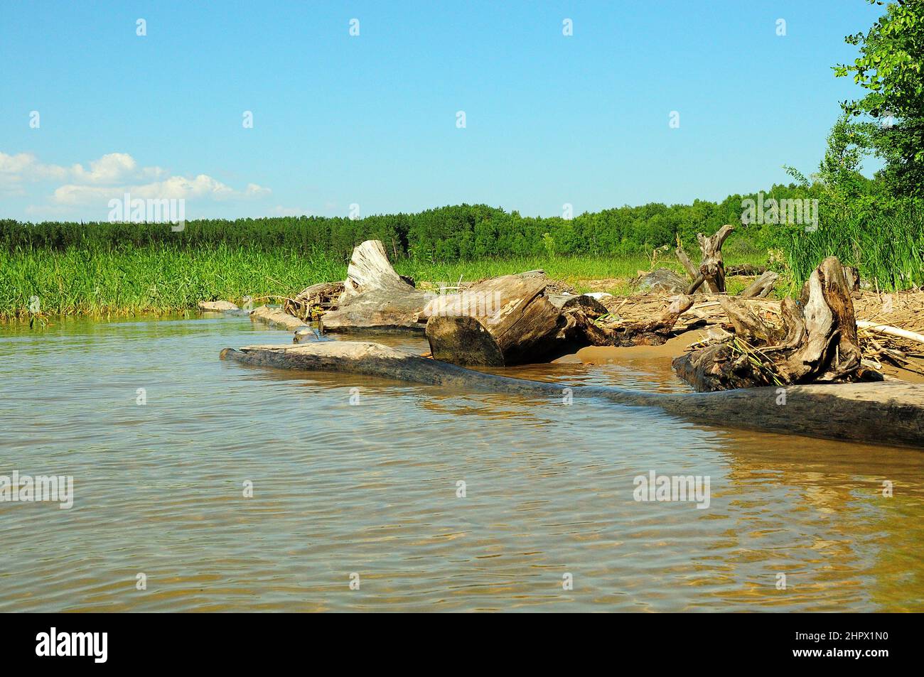 Trunks of fallen trees on the sandy shore of a large lake in the ...