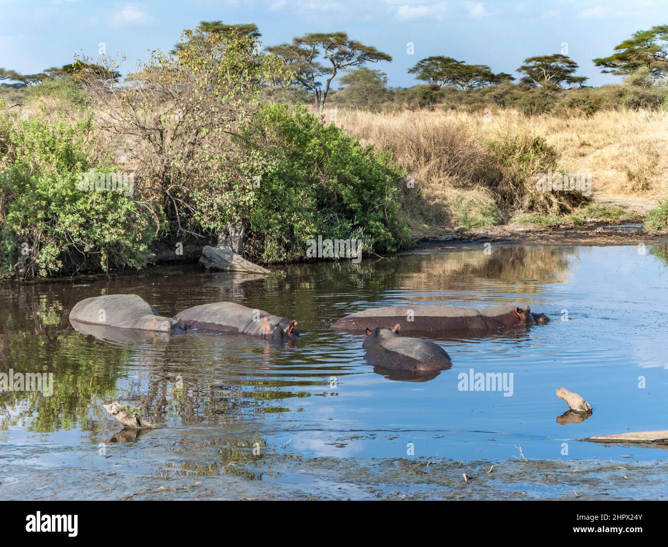 hippos have a rest in the water hole in the serengeti Stock Photo - Alamy