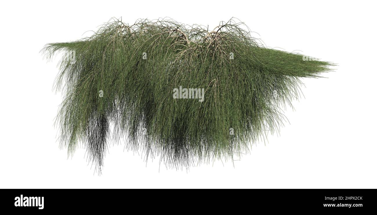 3D illustration climbing plants creepers isolated on white background ...