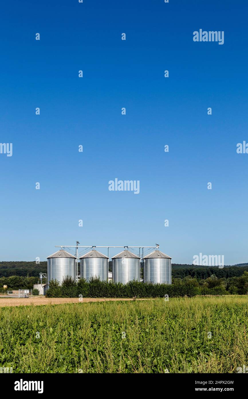 four silver silos in field under bright blue sky Stock Photo - Alamy