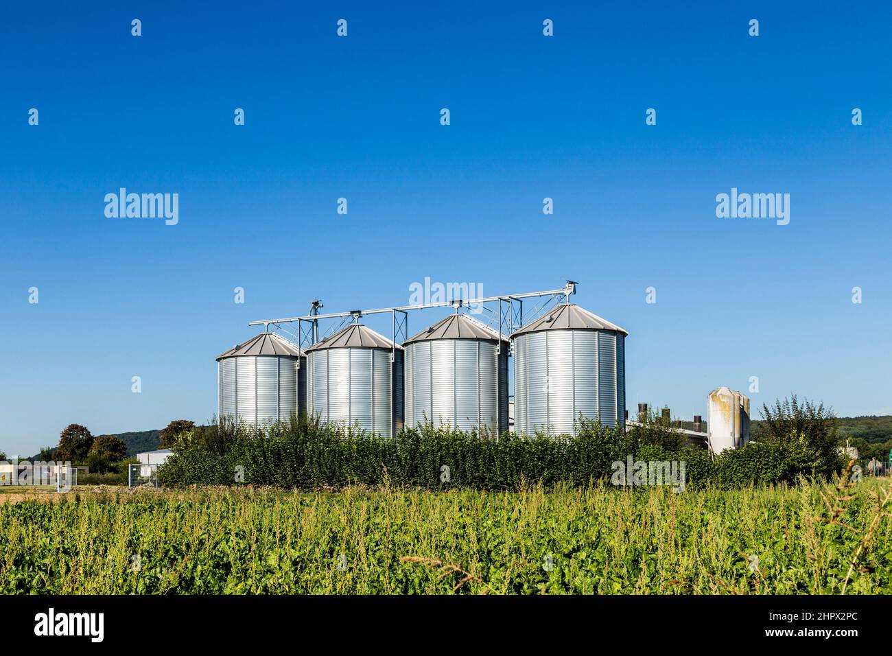 four silver silos in field under bright blue sky Stock Photo - Alamy