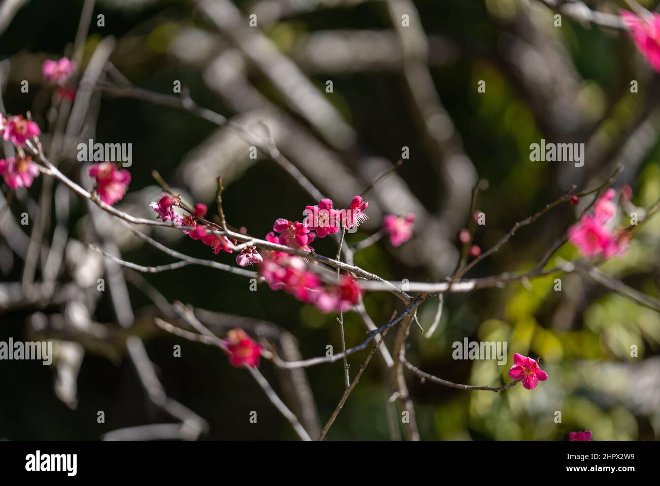 Pink flower of Japanese Ume tree, with branches Stock Photo - Alamy