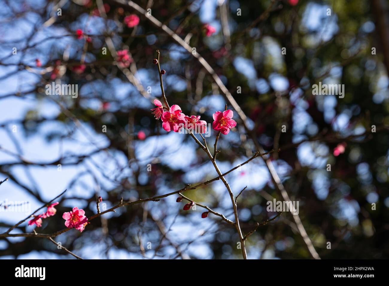 Pink flower of Japanese Ume tree, with branches Stock Photo - Alamy