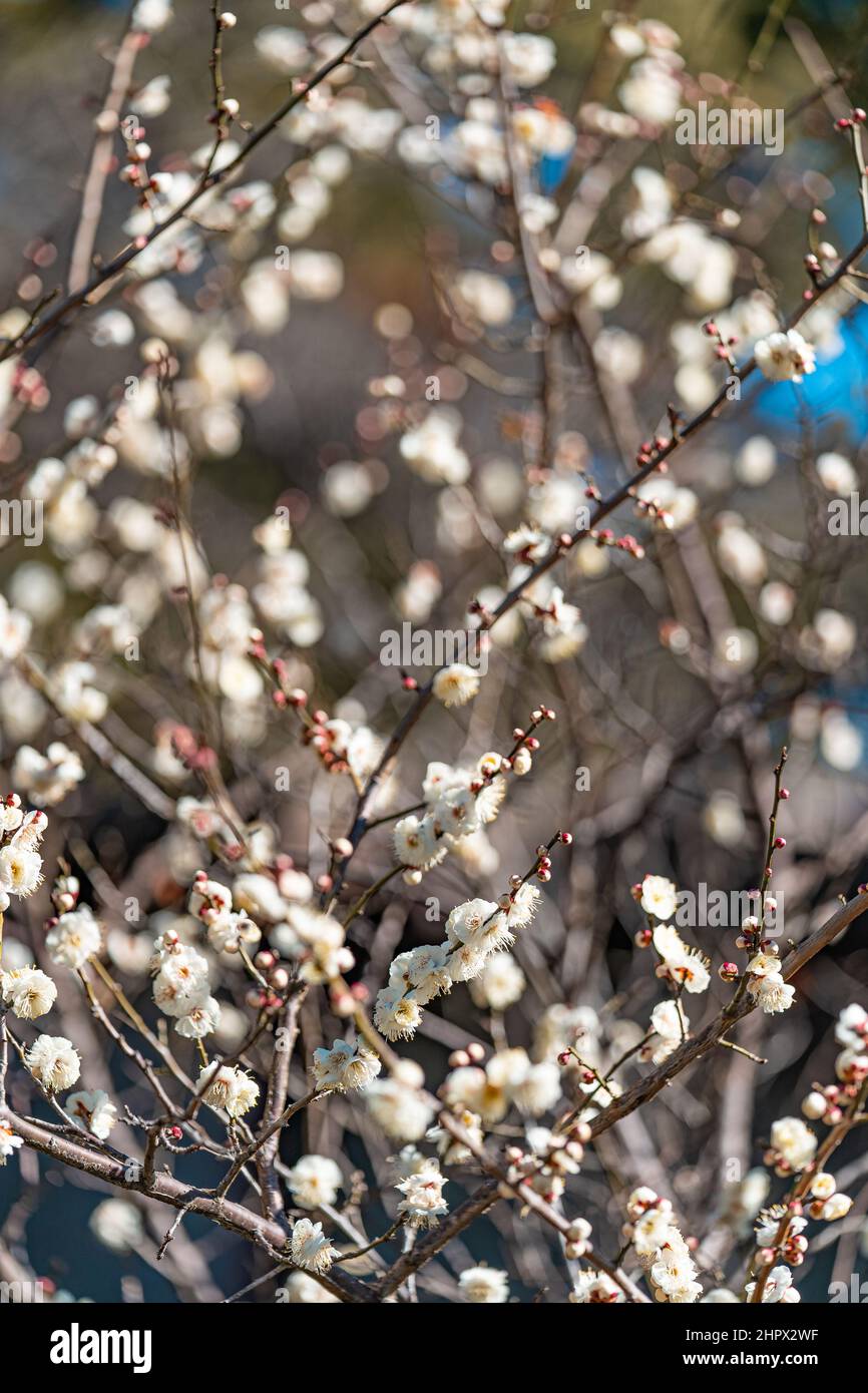 White flower of Japanese Ume tree, with branches Stock Photo - Alamy
