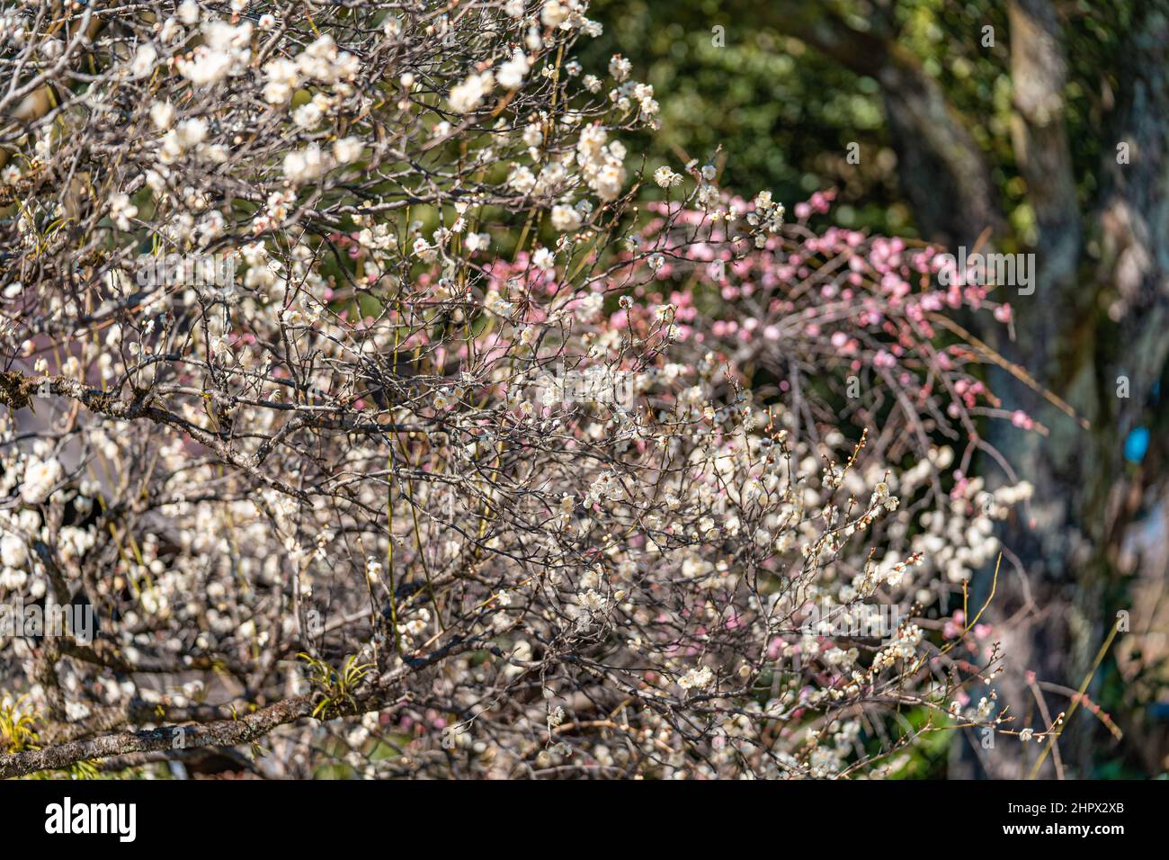 White flower of Japanese Ume tree, with branches Stock Photo - Alamy