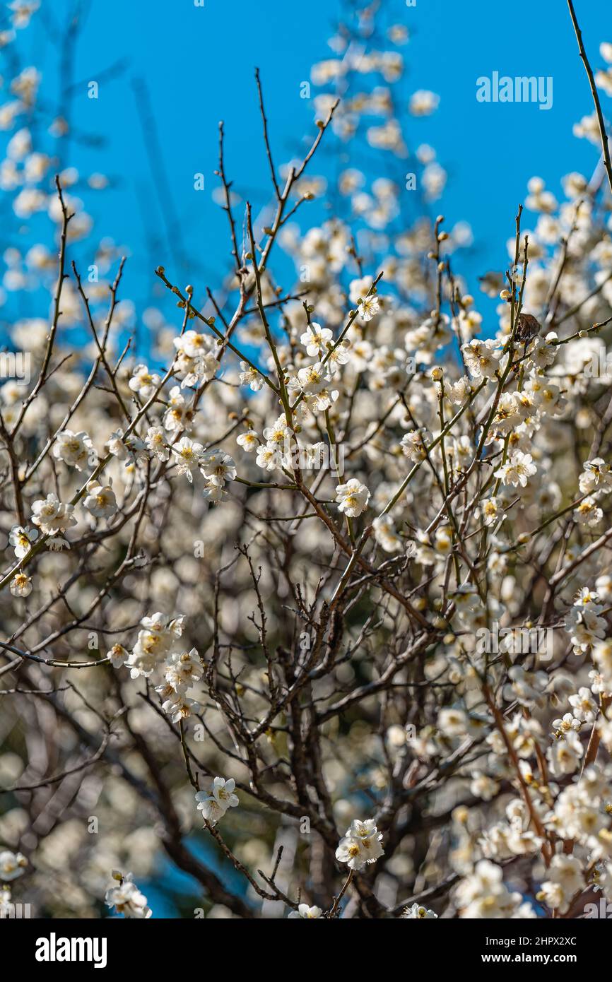 White flower of Japanese Ume tree, with branches Stock Photo - Alamy