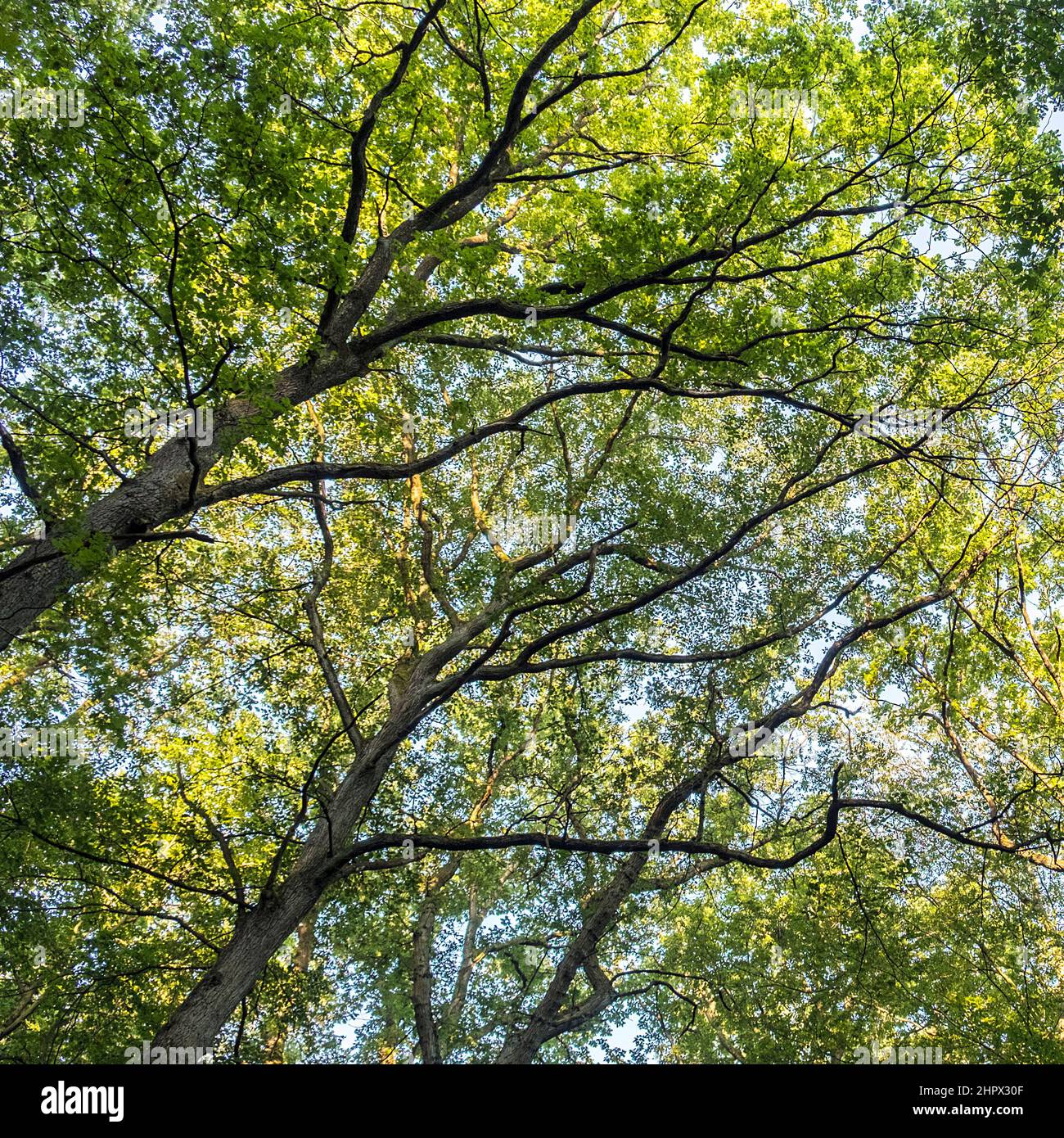 High deciduous trees in deciduous forest and blue sky Stock Photo - Alamy