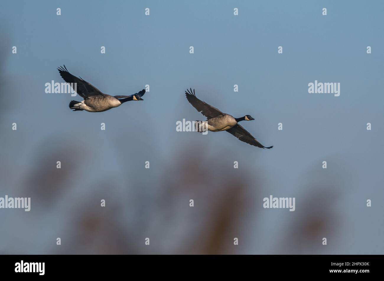 Canada geese flying uk hi-res stock photography and images - Alamy