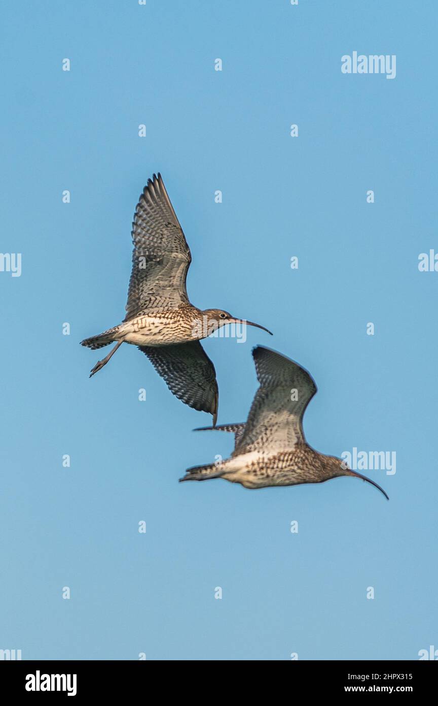 Curved bill birds hi-res stock photography and images - Alamy