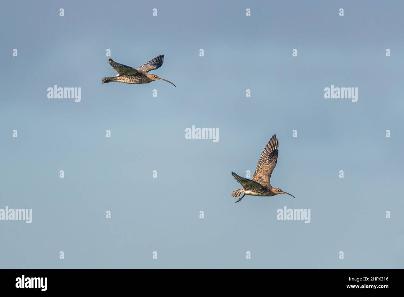 Curved bill birds hi-res stock photography and images - Alamy