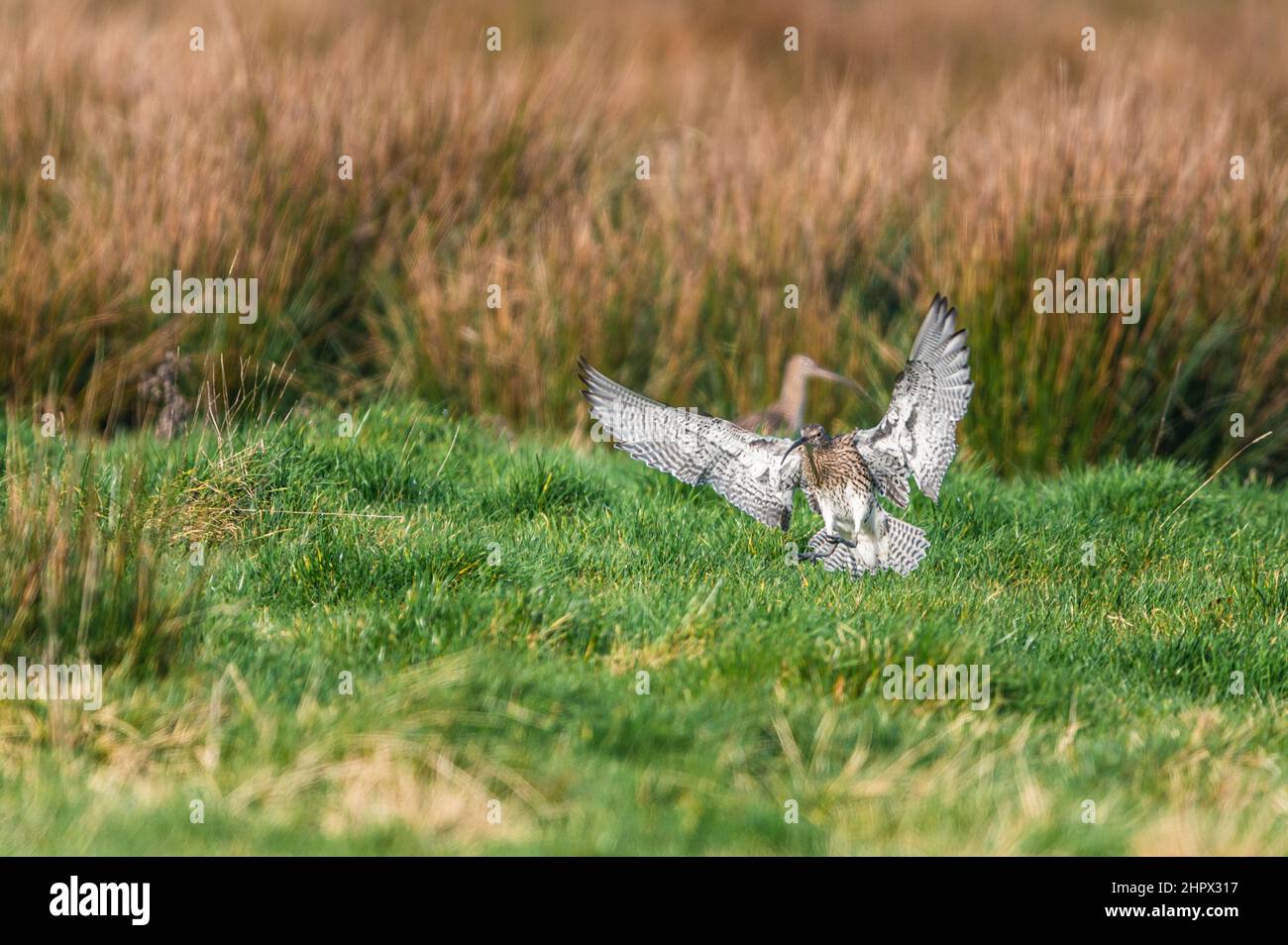 Eurasian Curlew or Common Curlew, Numenius arquata in a flight Stock ...