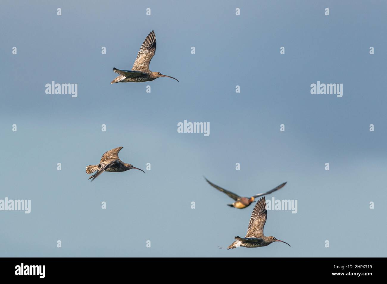 Curved bill birds hi-res stock photography and images - Alamy