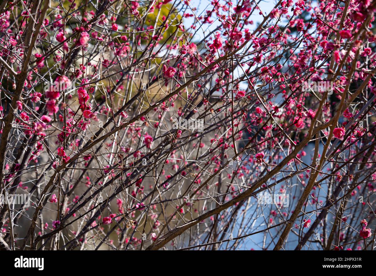 Pink flower of Japanese Ume tree, with branches Stock Photo - Alamy