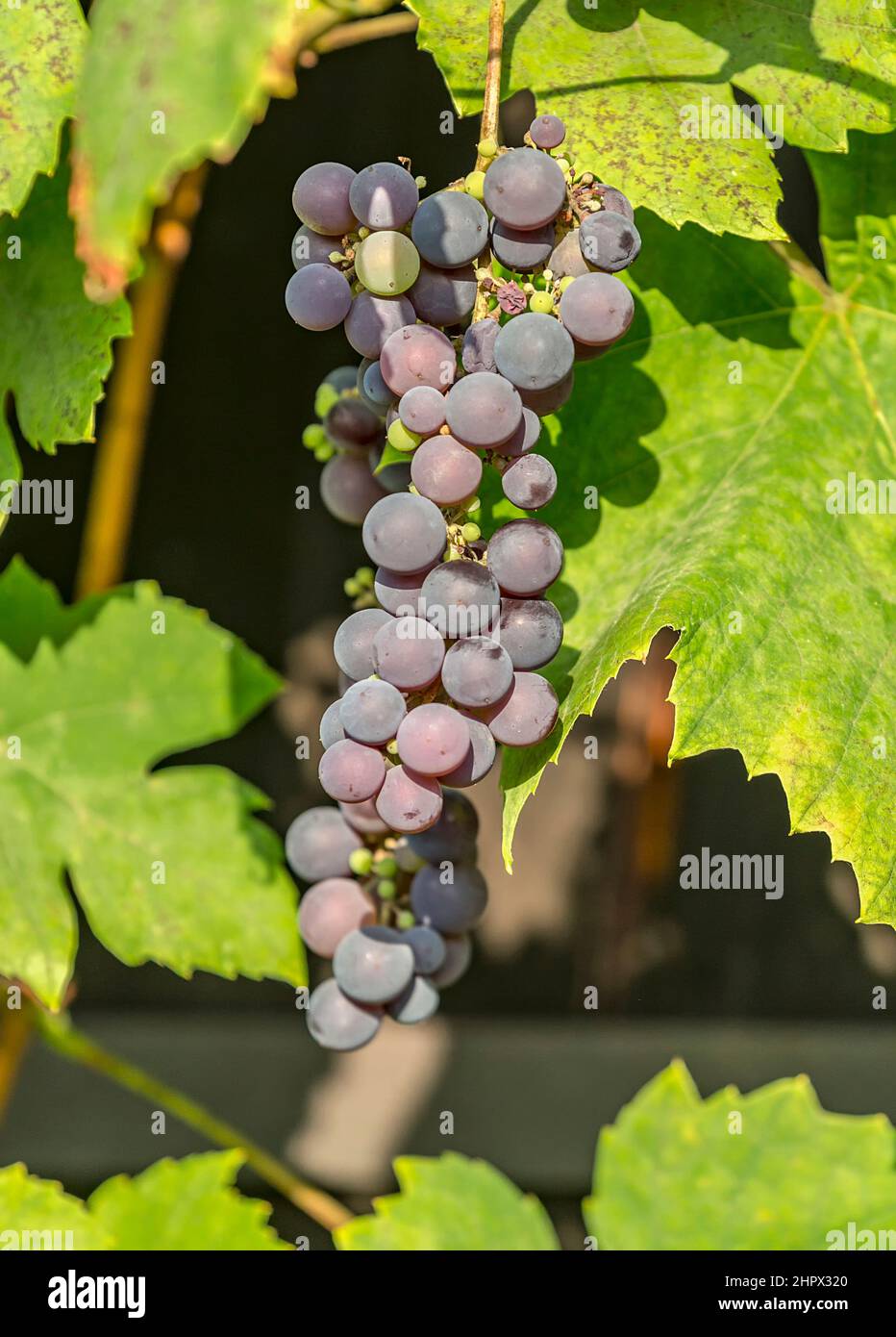 Blue grape cluster on vine closeup photo with green leaves Stock Photo ...