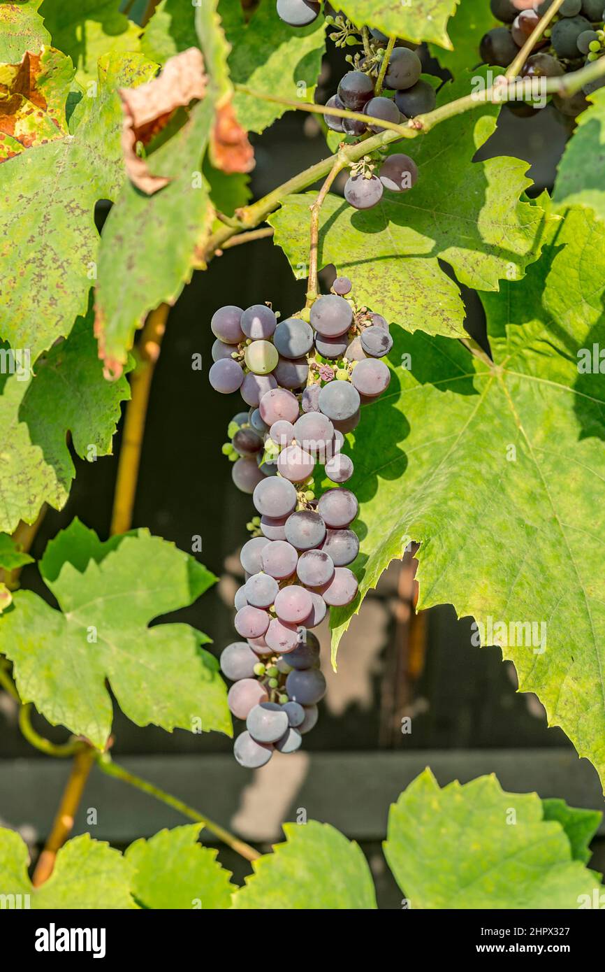 Blue grape cluster on vine closeup photo with green leaves Stock Photo ...