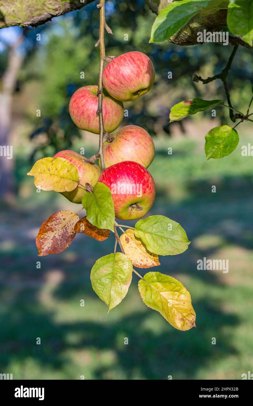 Beautiful ripe red apple hanging hi-res stock photography and images ...