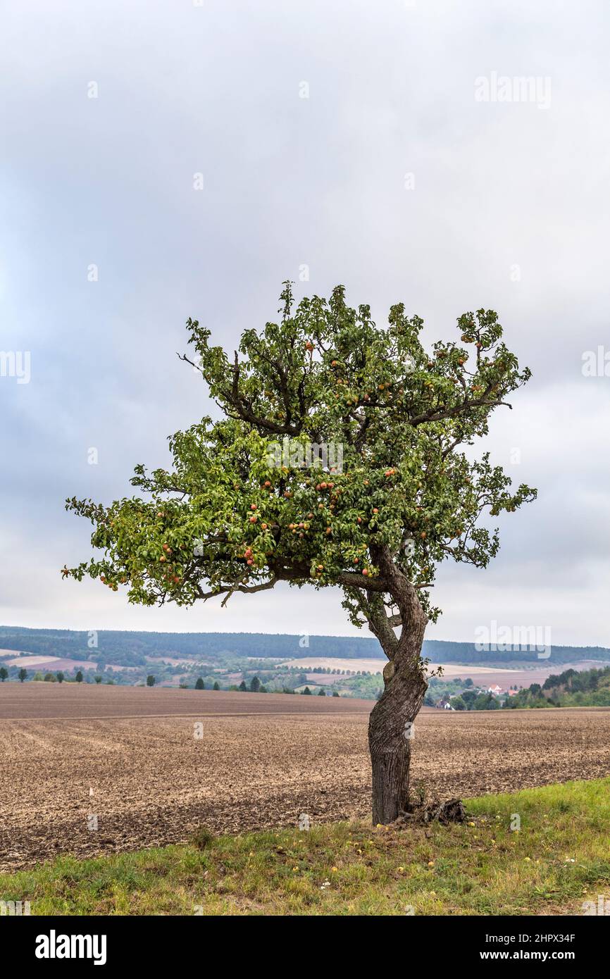 Old apple tree on field hi-res stock photography and images - Alamy