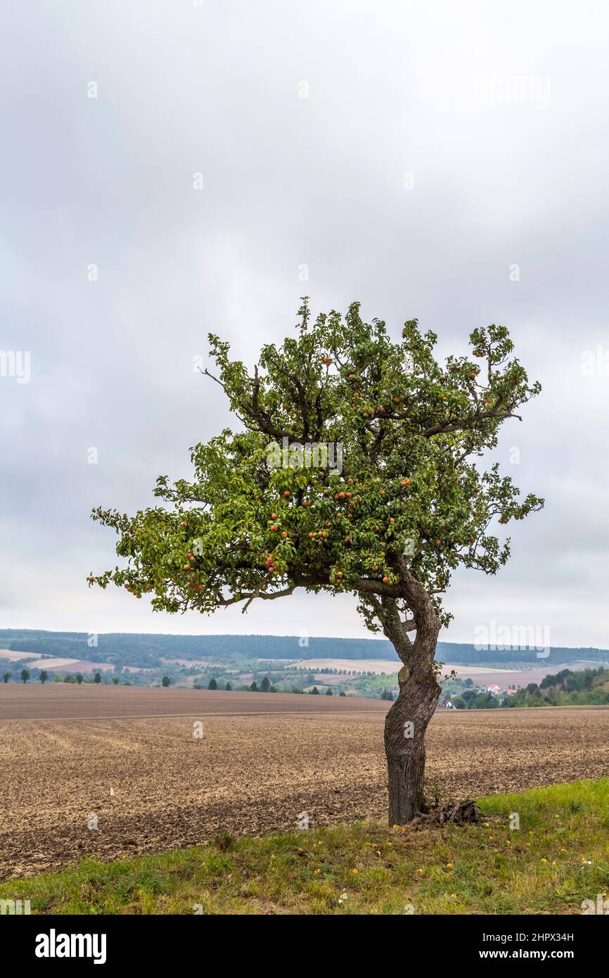 old apple tree grows on a meadow in autumn Stock Photo - Alamy