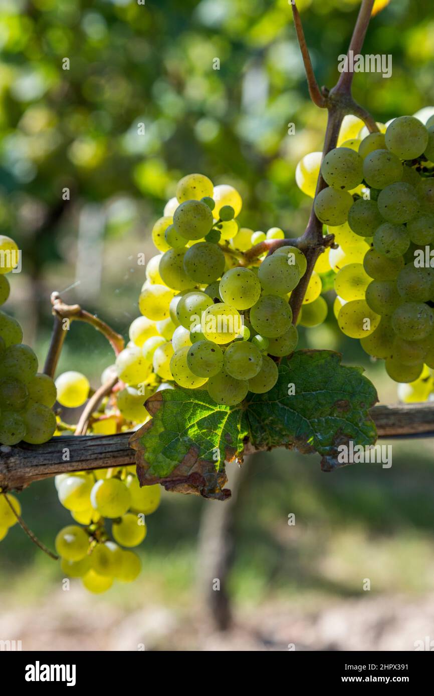 bunch of golden grapes on grapevine right before harvest Stock Photo ...