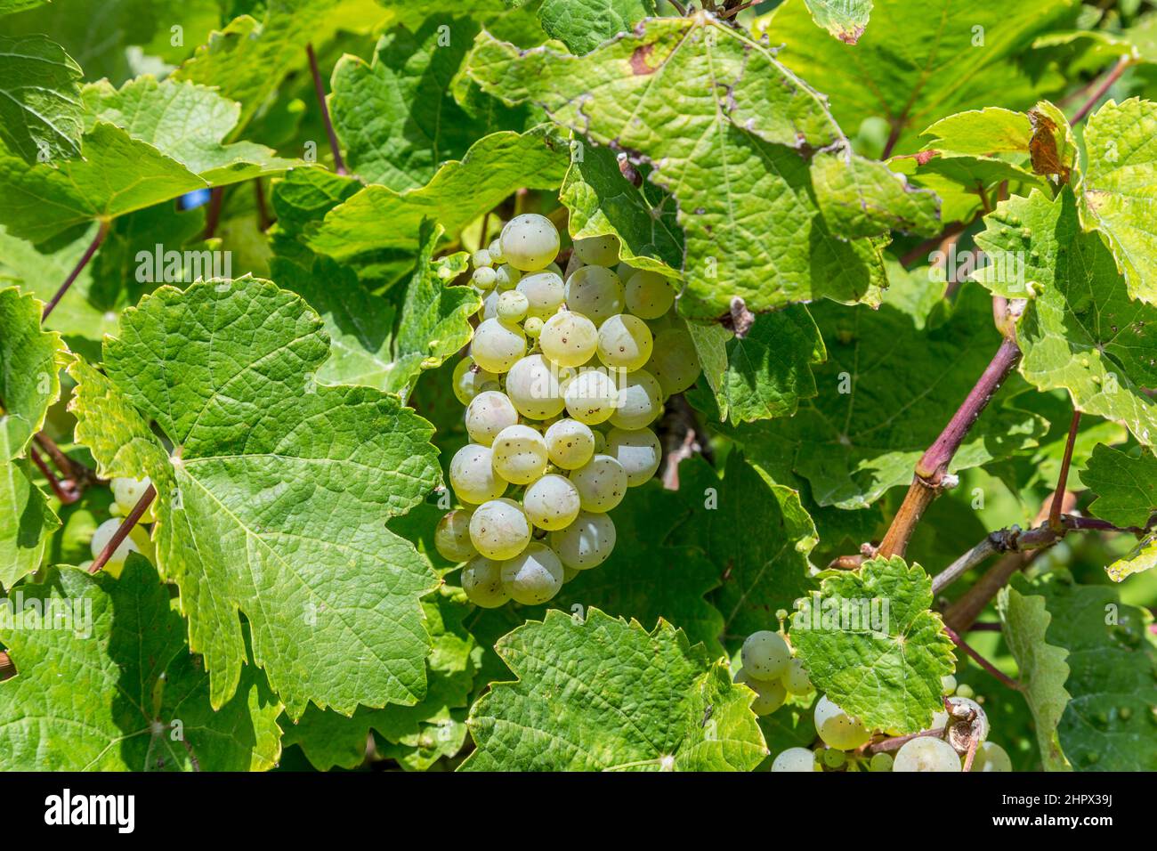 bunch of golden grapes on grapevine right before harvest Stock Photo ...